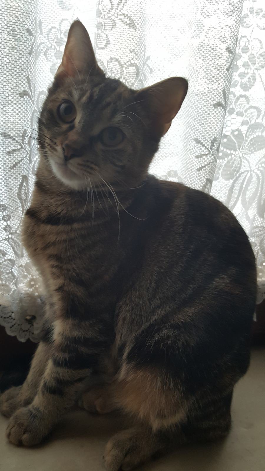 Tigraste sarene mace (5mj.)