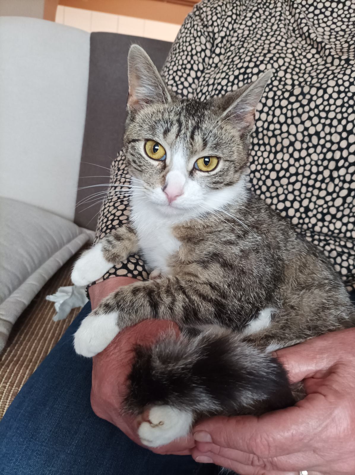 Tigrasto-bijela maca traži dom