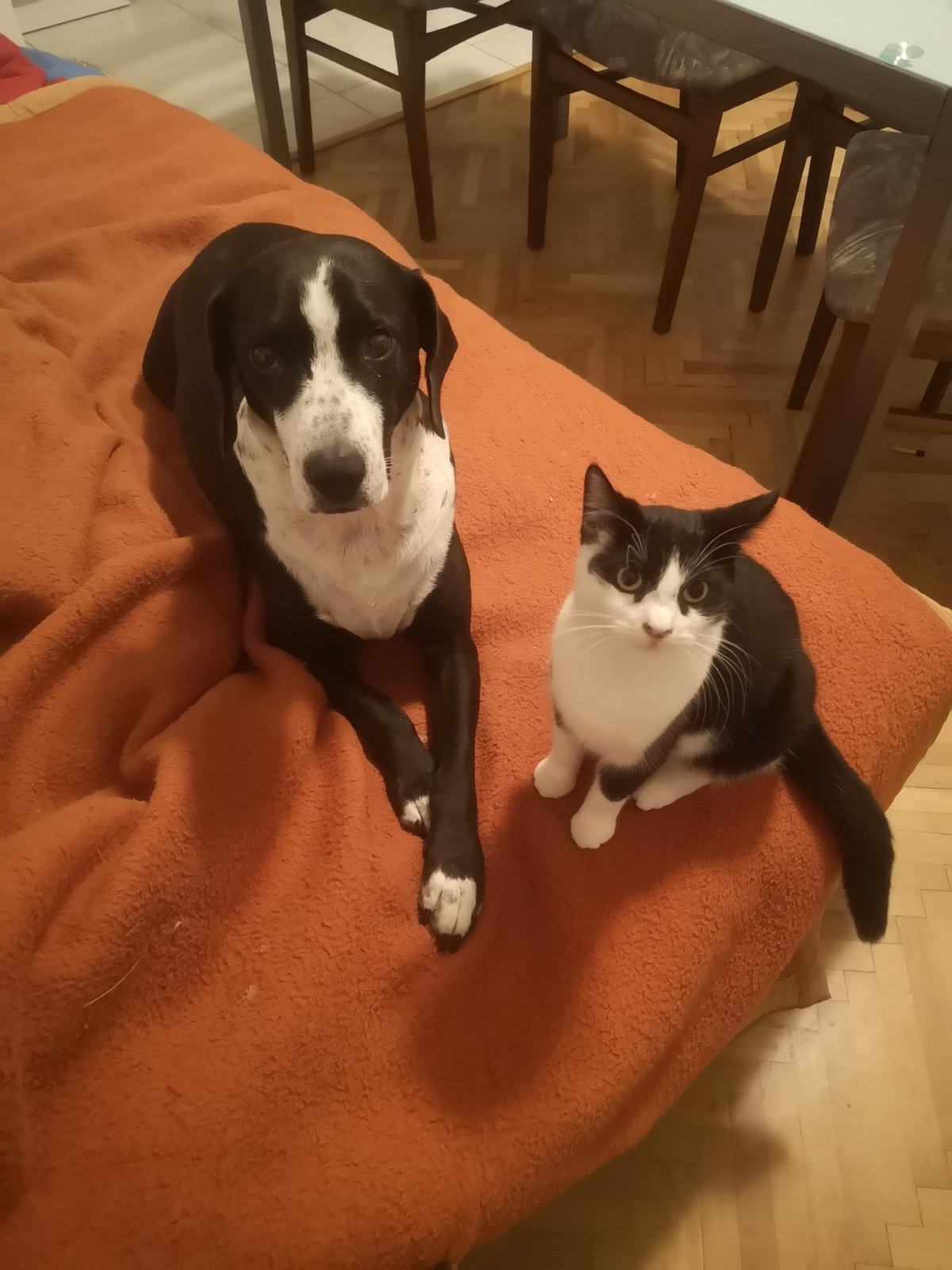 Udomljavamo micu u jako dobre ruke