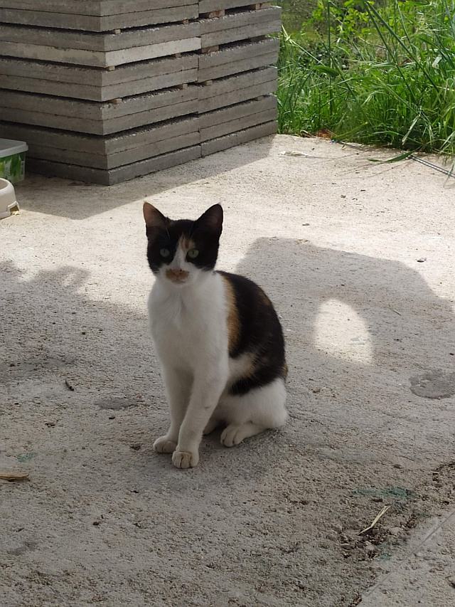 Umiljata maca traži dom