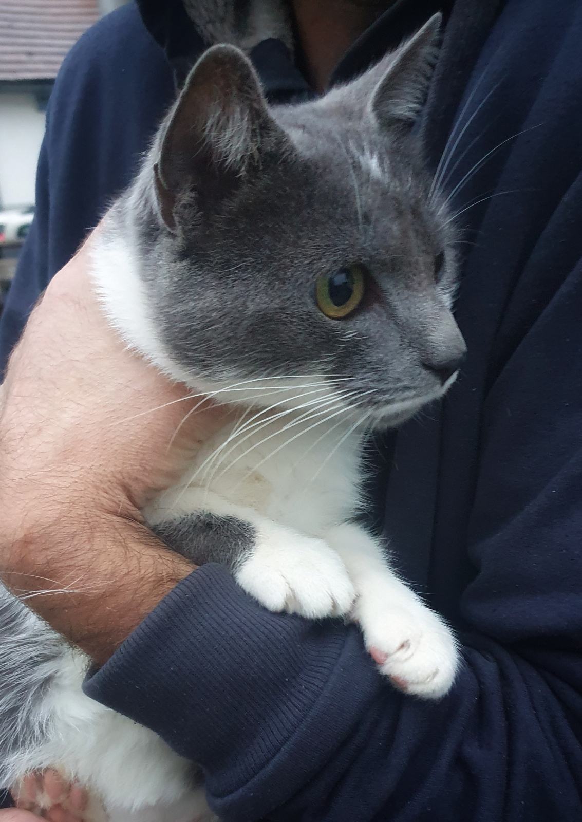 Umiljata maca trazi dom