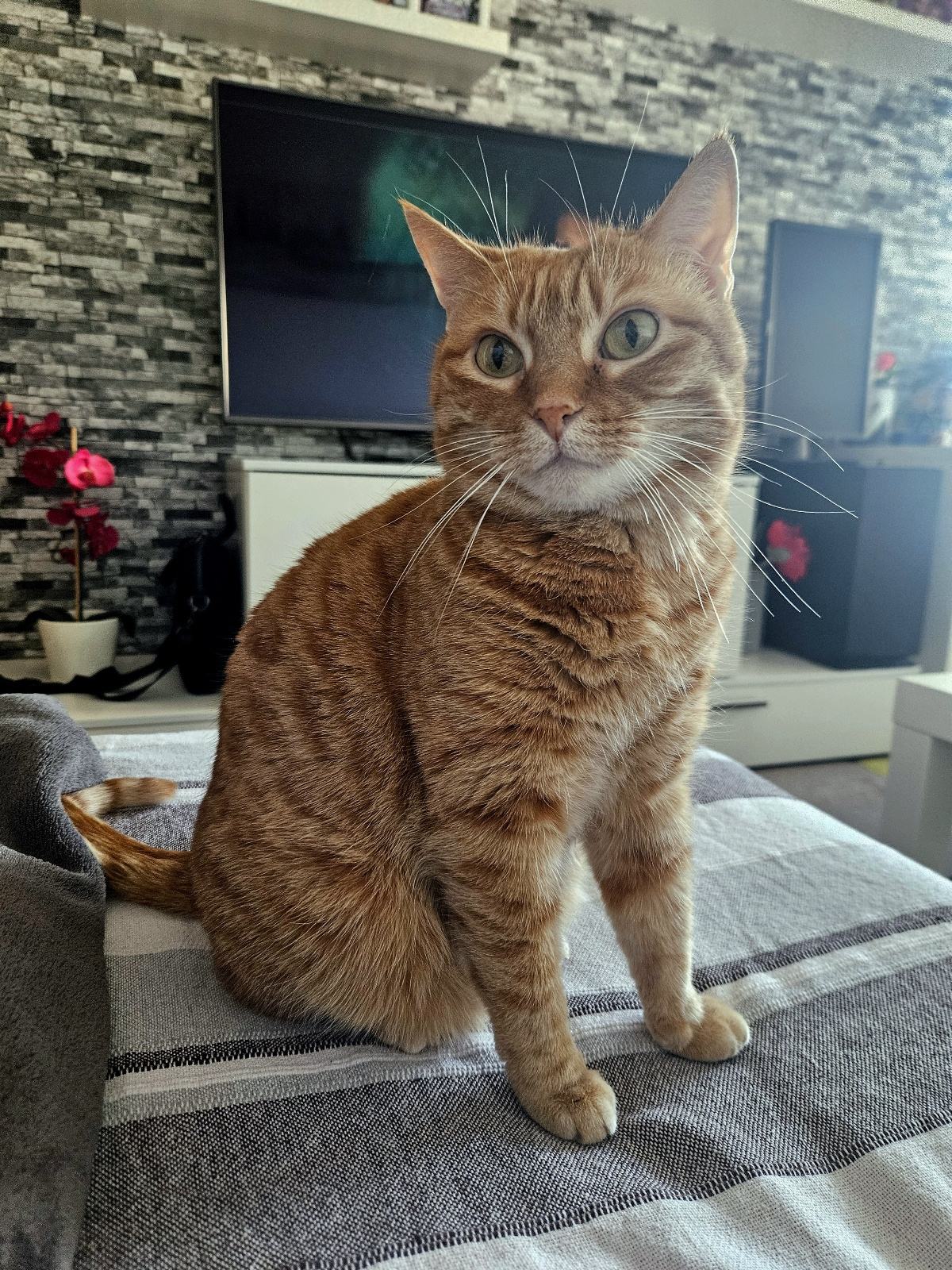 Narančasta maca Žuži traži dom :)