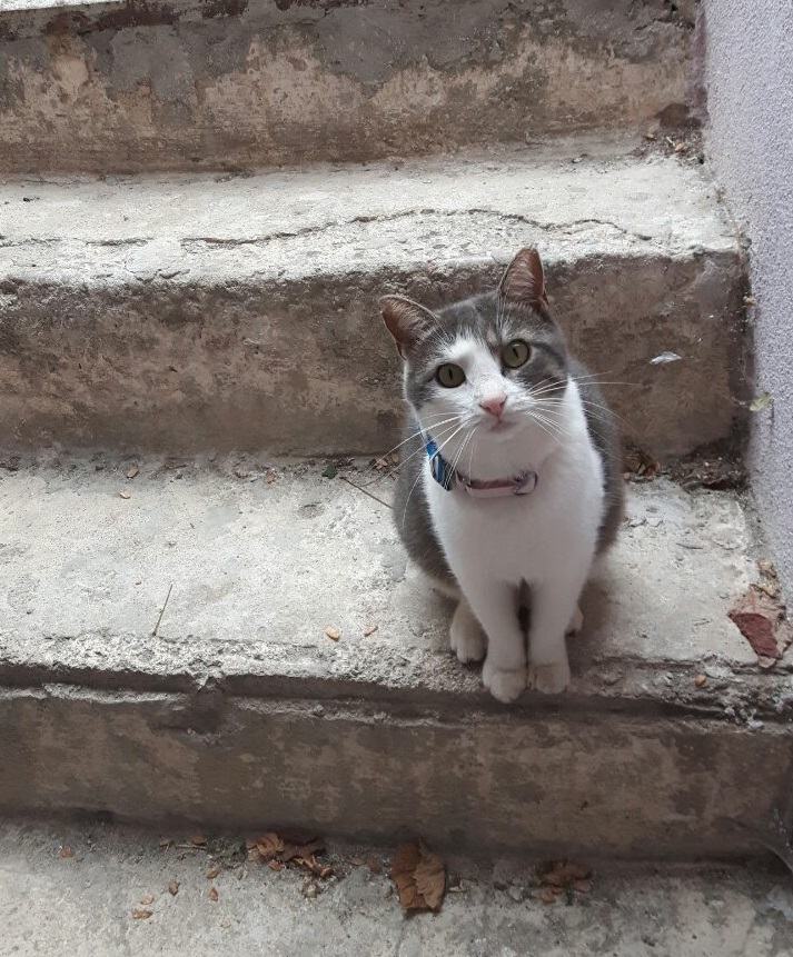 Umiljata siva maca pričalica traži dom!