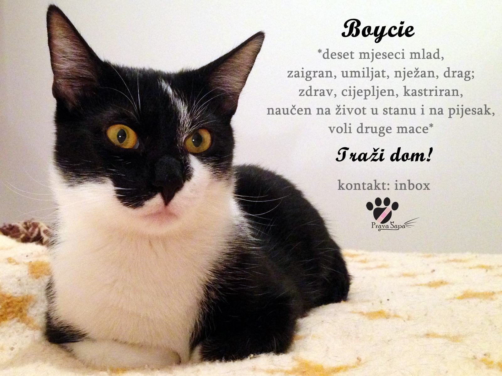 Umiljati Boycie, crnobijeli unikat!