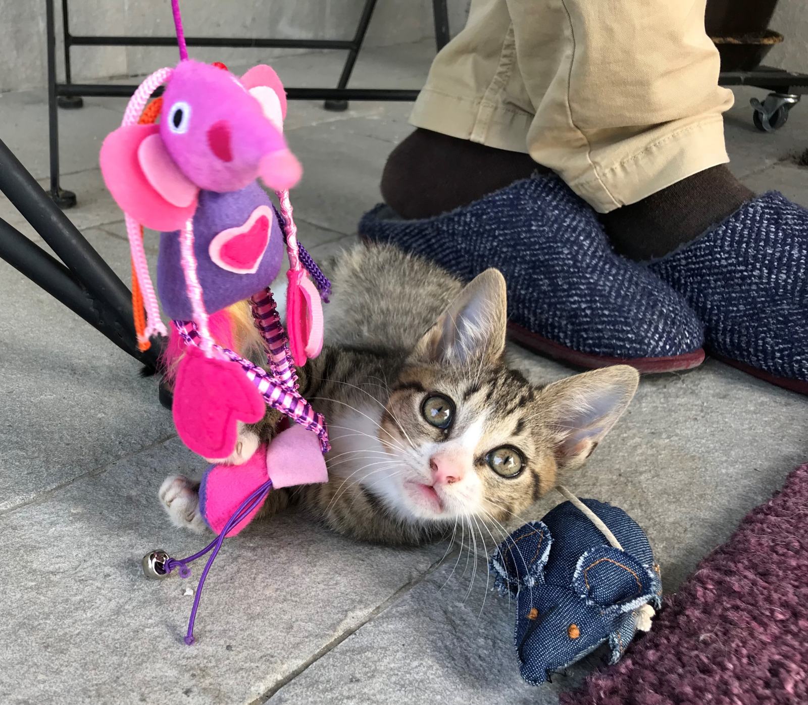 VIDEO! - Trazimo dom za divno malo mace :)