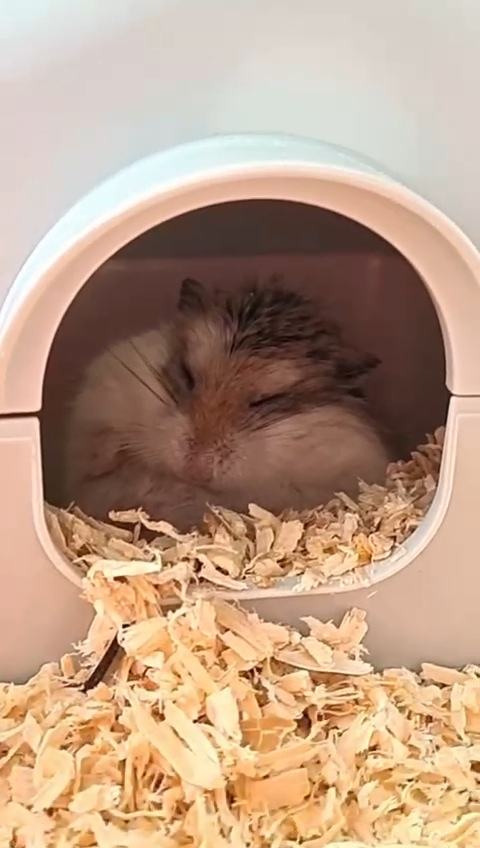 Hrčak + Kavez s kolutom (darujem)