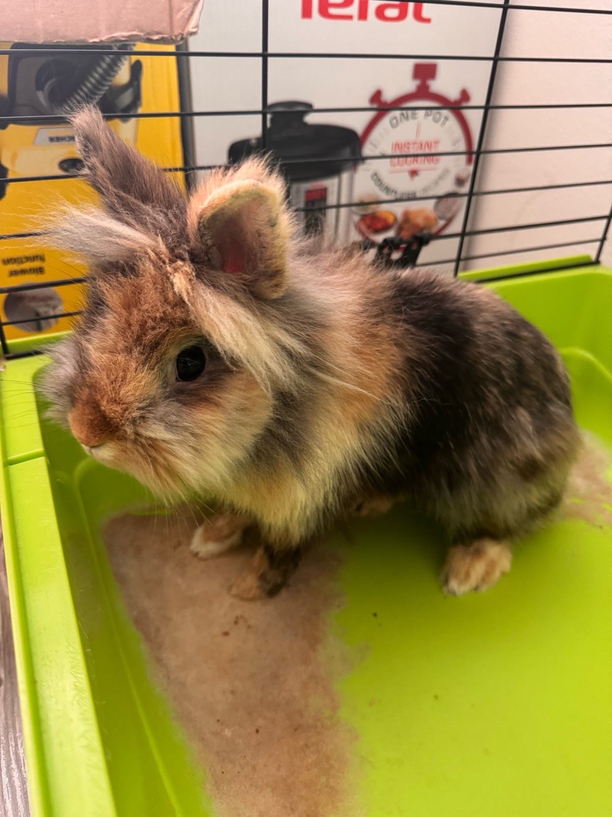 Kunic za udomljavanje