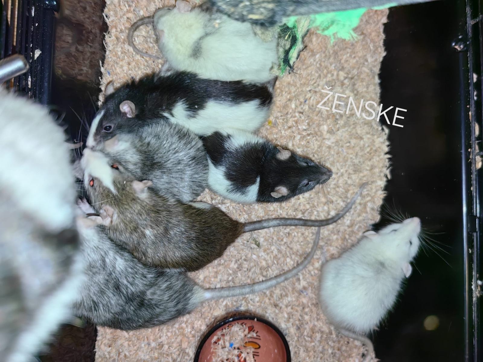 Ljubimci štakori na poklon