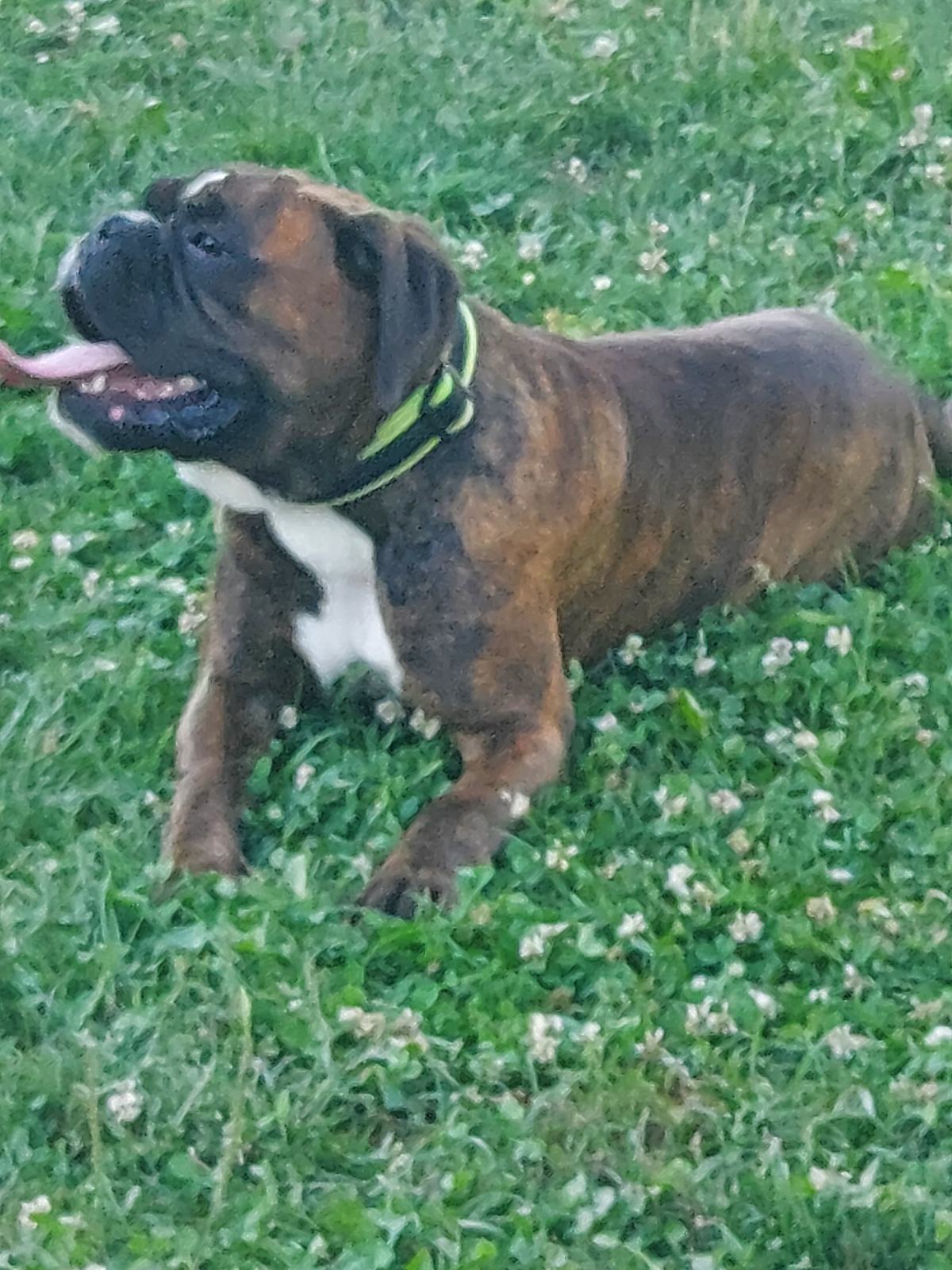 NEMACKI BOKSER SA PEDIGRE - VRHUNSKA