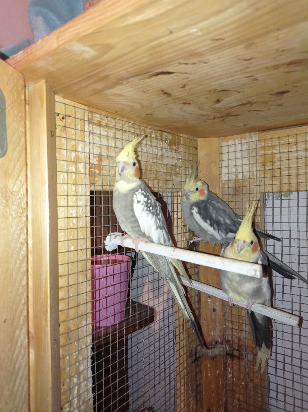 Nimfe za udomljavanje