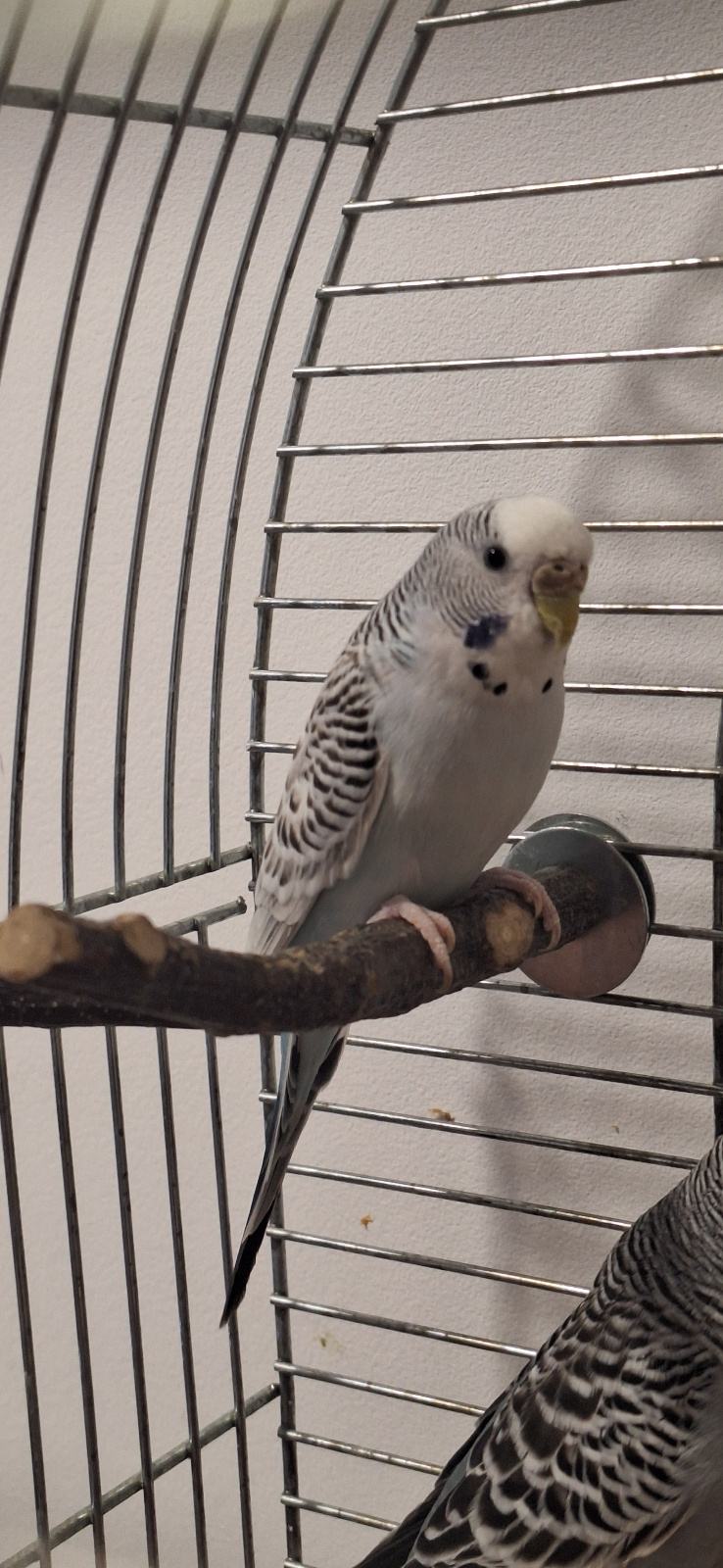 2 mlade tigrice na poklon