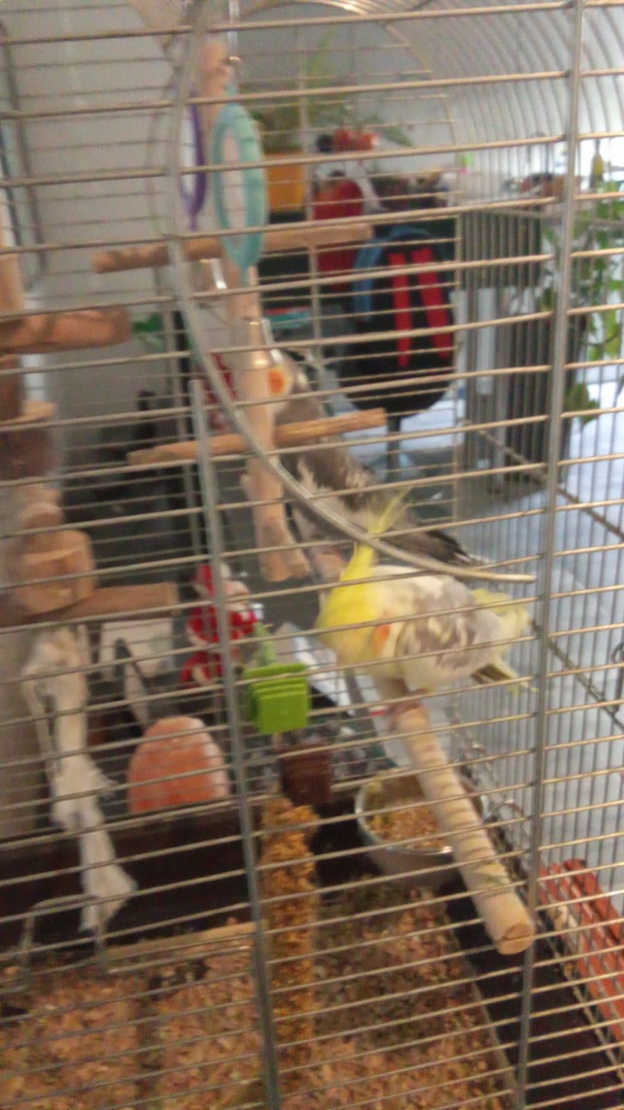 Poklanjaju se dvije papige nimfe