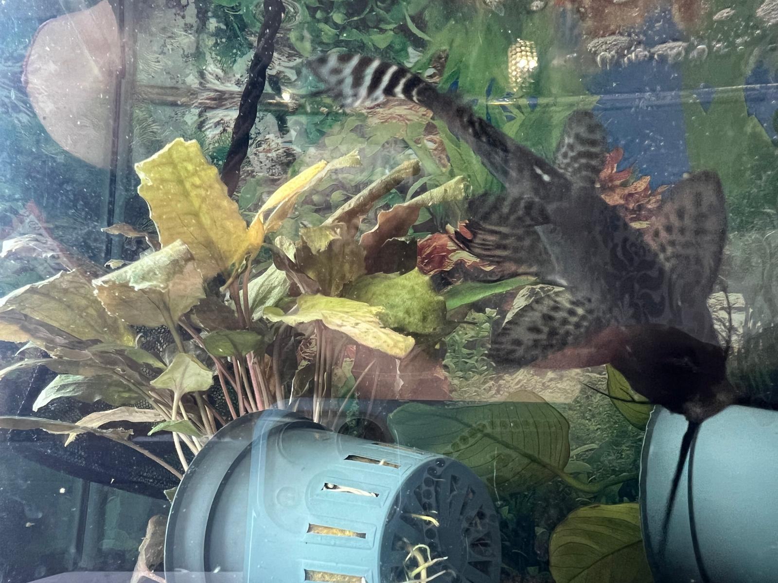 Riba čistač akvarijski som Ancistrus