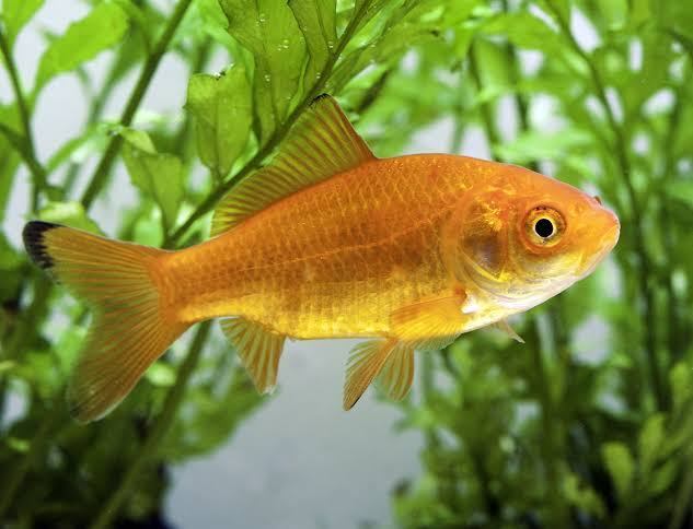 Riba Karas i čistač poklanjam hitno