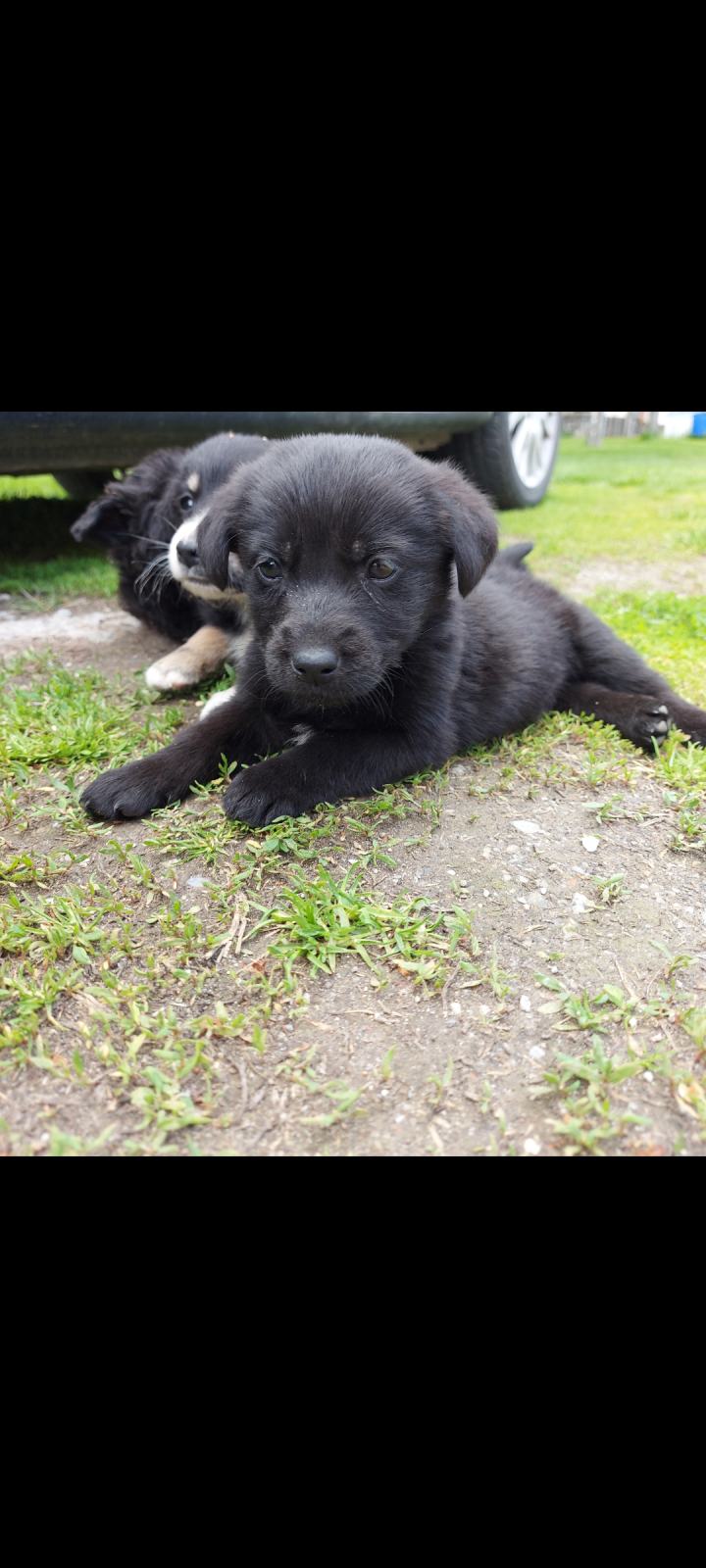 Štenci Labrador × Samojed