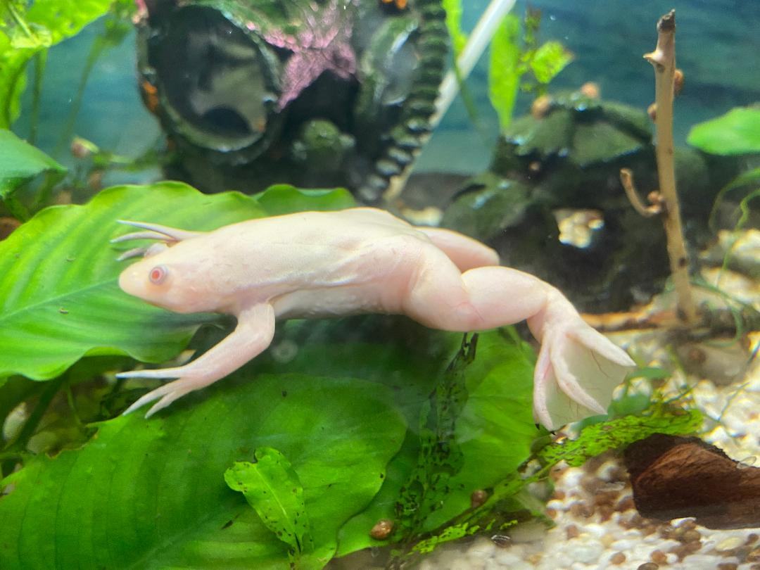 žaba albino za akvarij