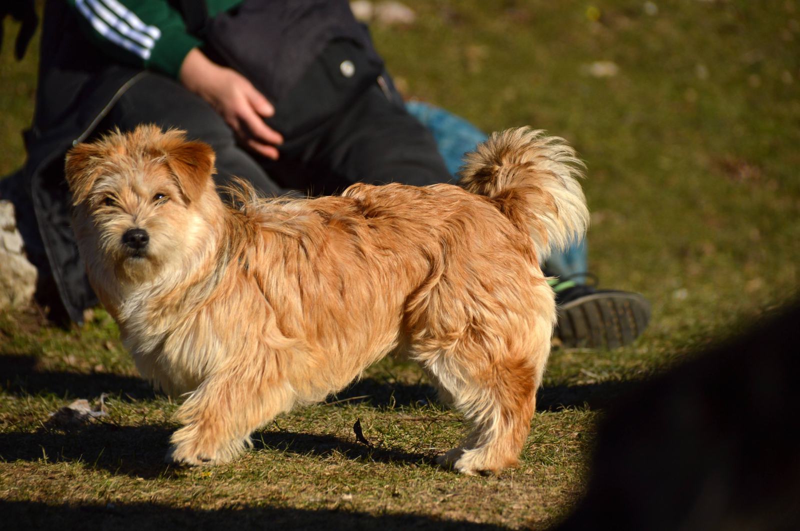 Abby mix westya i shizua traži dom
