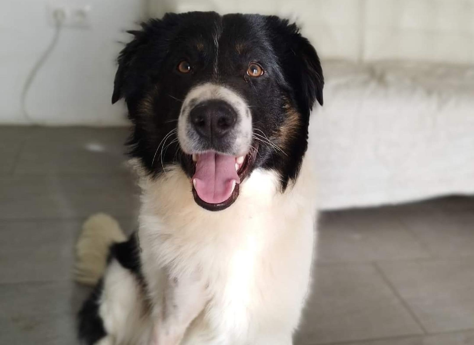 Alf u tipu tornjaka/bordera