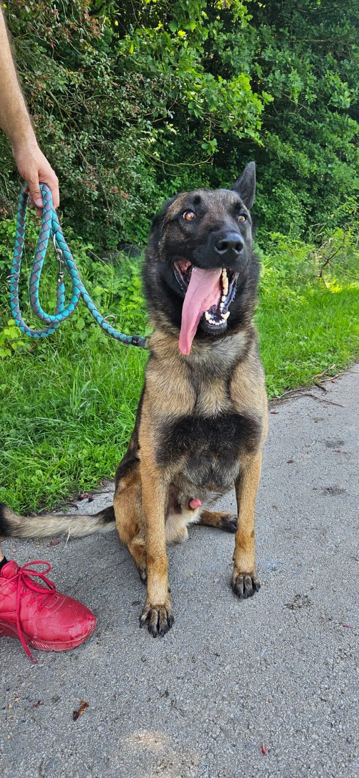 ARAP belgijski ovcar