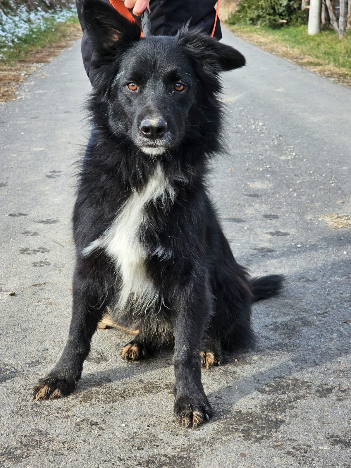 ARON, mješanac ovčara i border kolija