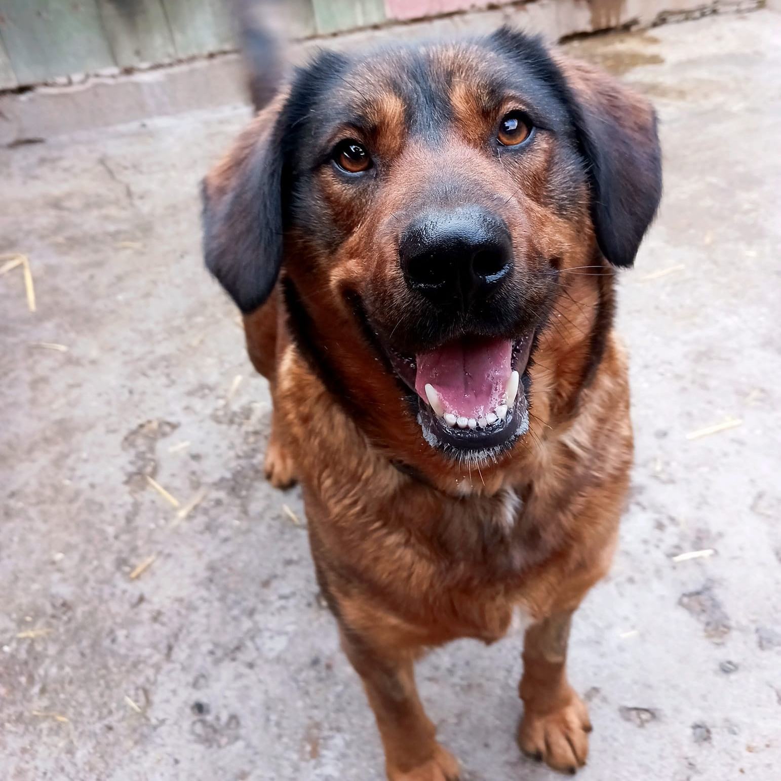 Barica - udomi me, živim u Azilu