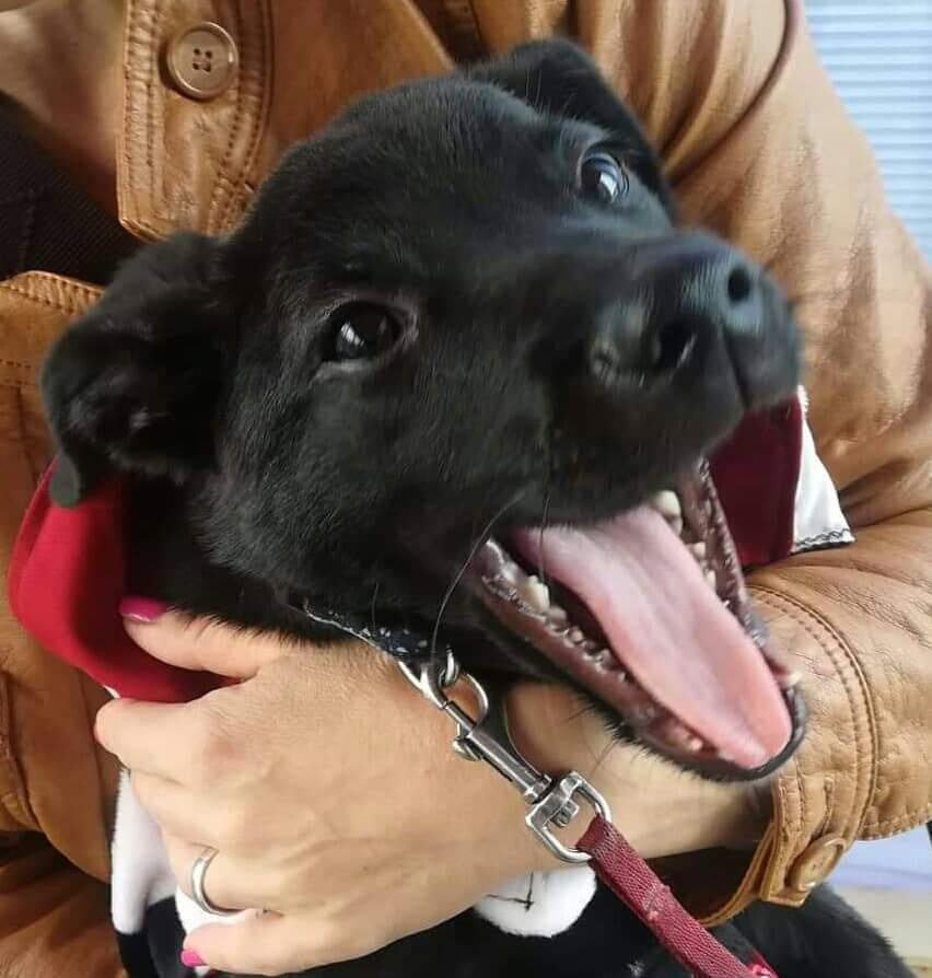 Beba Angelo treba svoju obitelj- ljubitelj maca i pasa