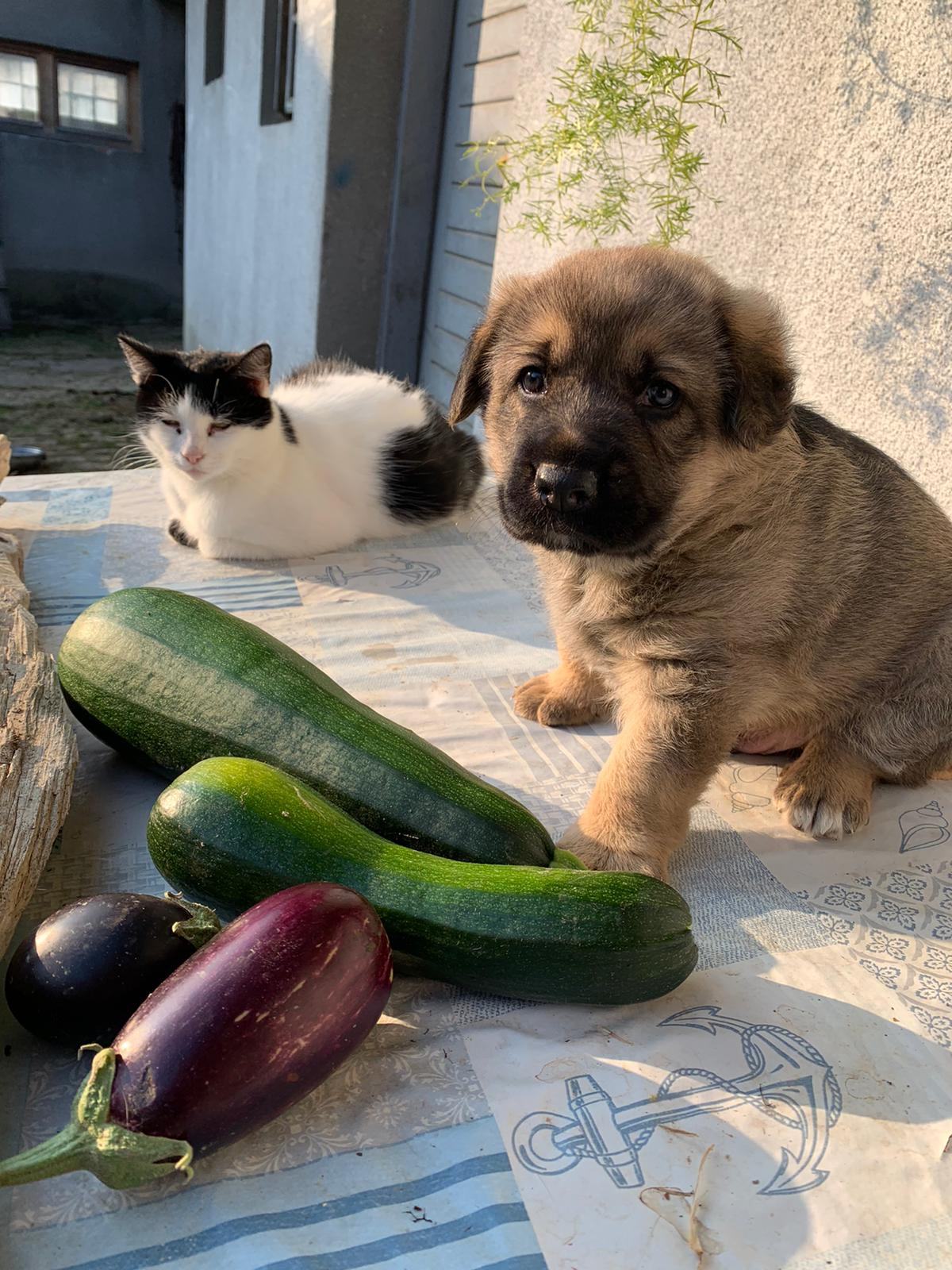 Beba Bruno traži dom