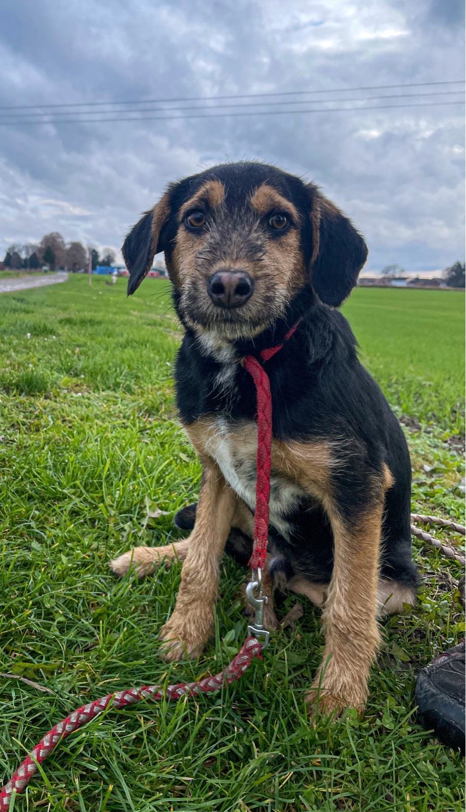 Beba Bunny traži dom!