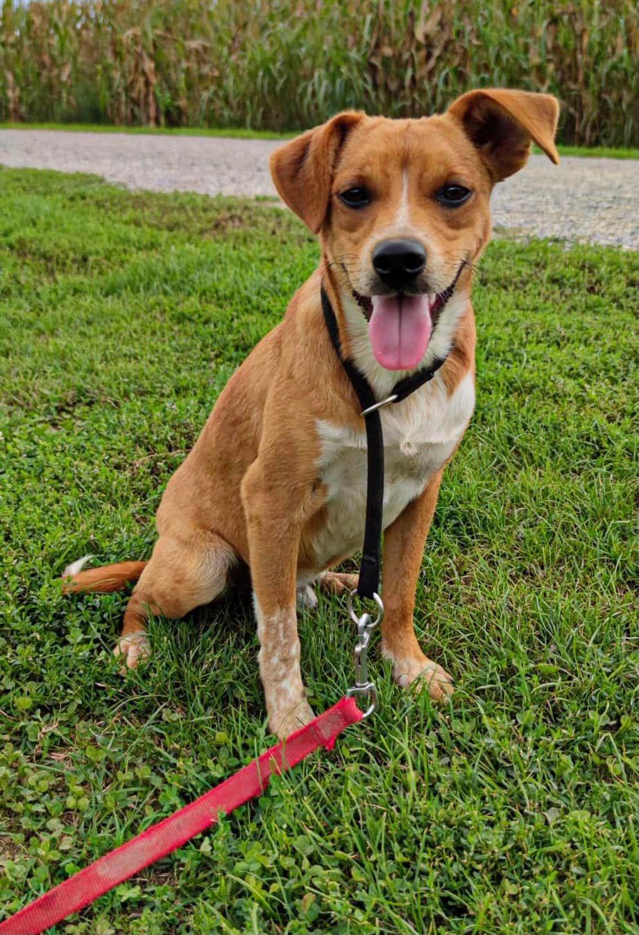 Beba Kiki traži dom!