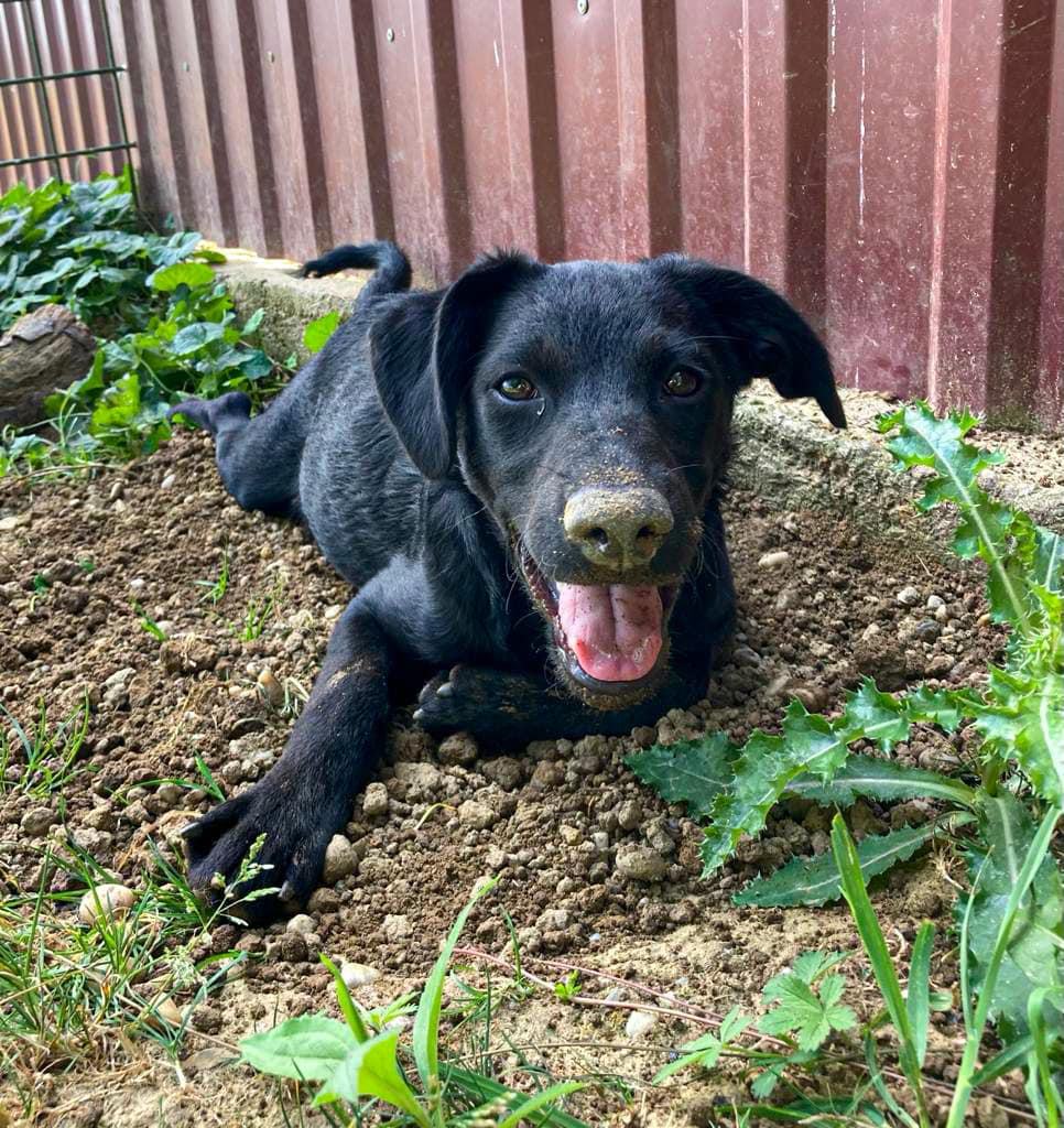 Beba Lora traži dom!