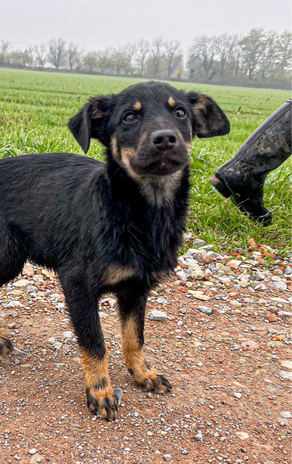 Beba Vili traži dom!