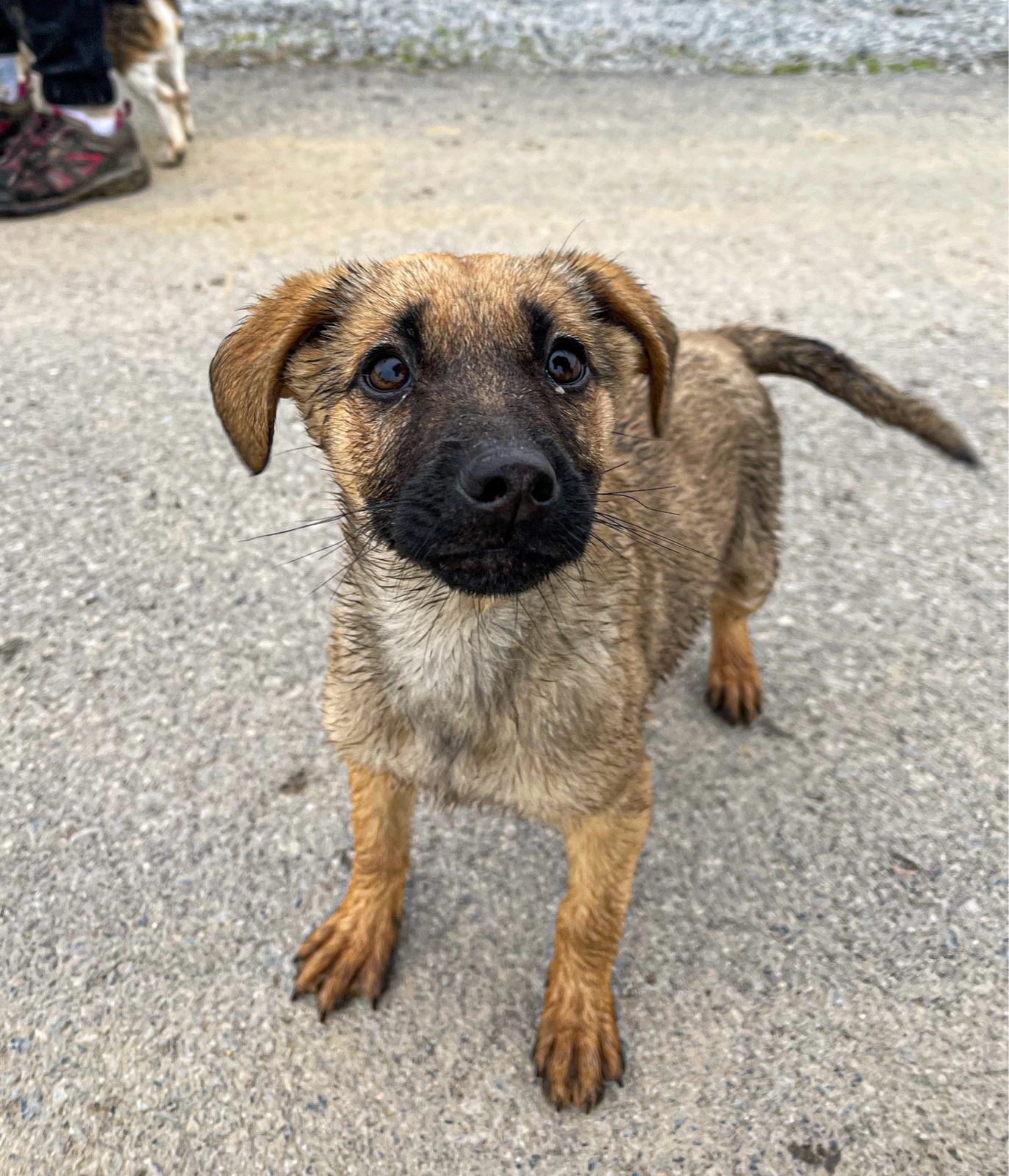 Beba Vuka traži dom!