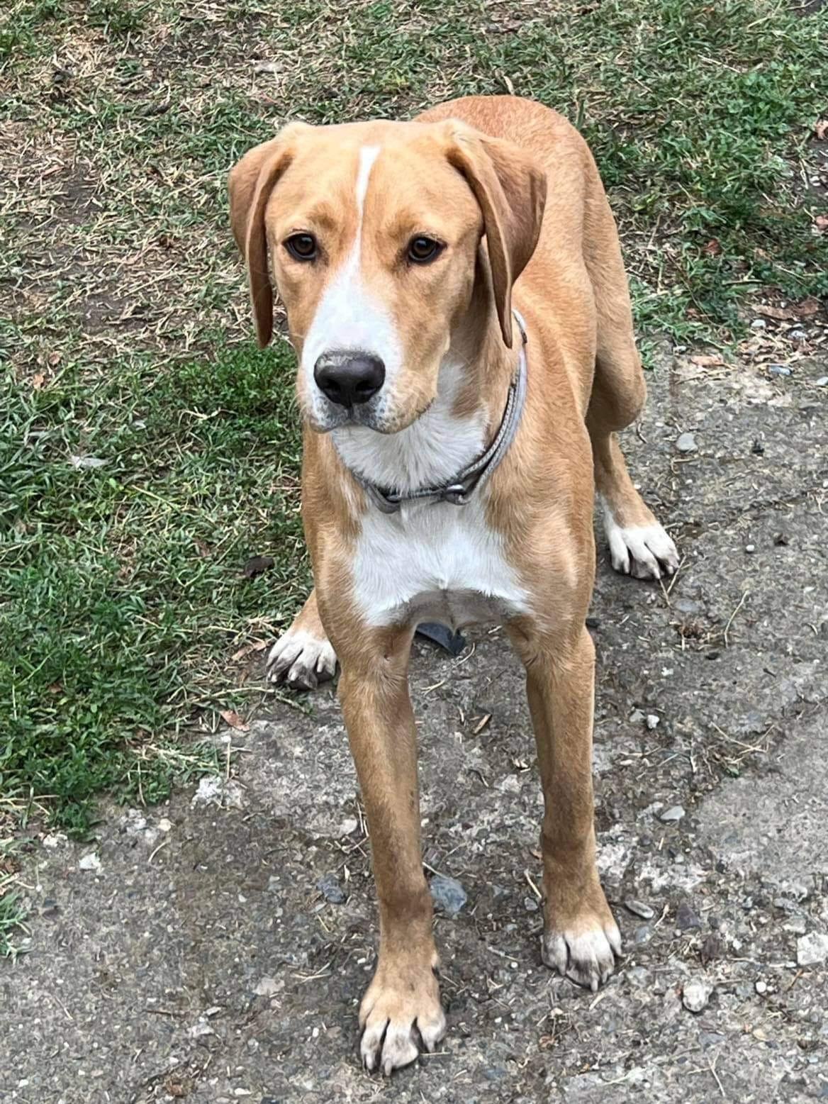 Ben traži udomitelje! Kastriran, cijepljen, čipiran