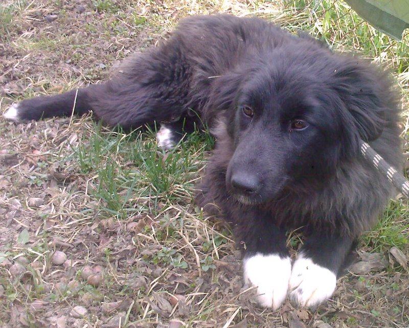 Besplatni psi, poklanjamo pse, udomljavanje, psi na poklon