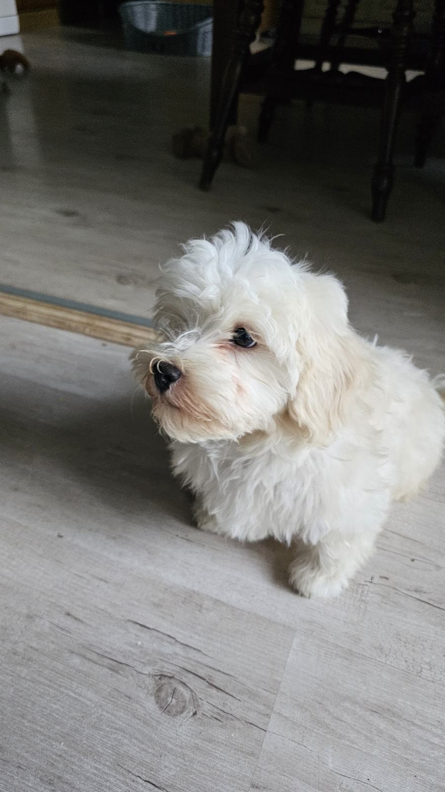 Bichon havanese havanski bišon