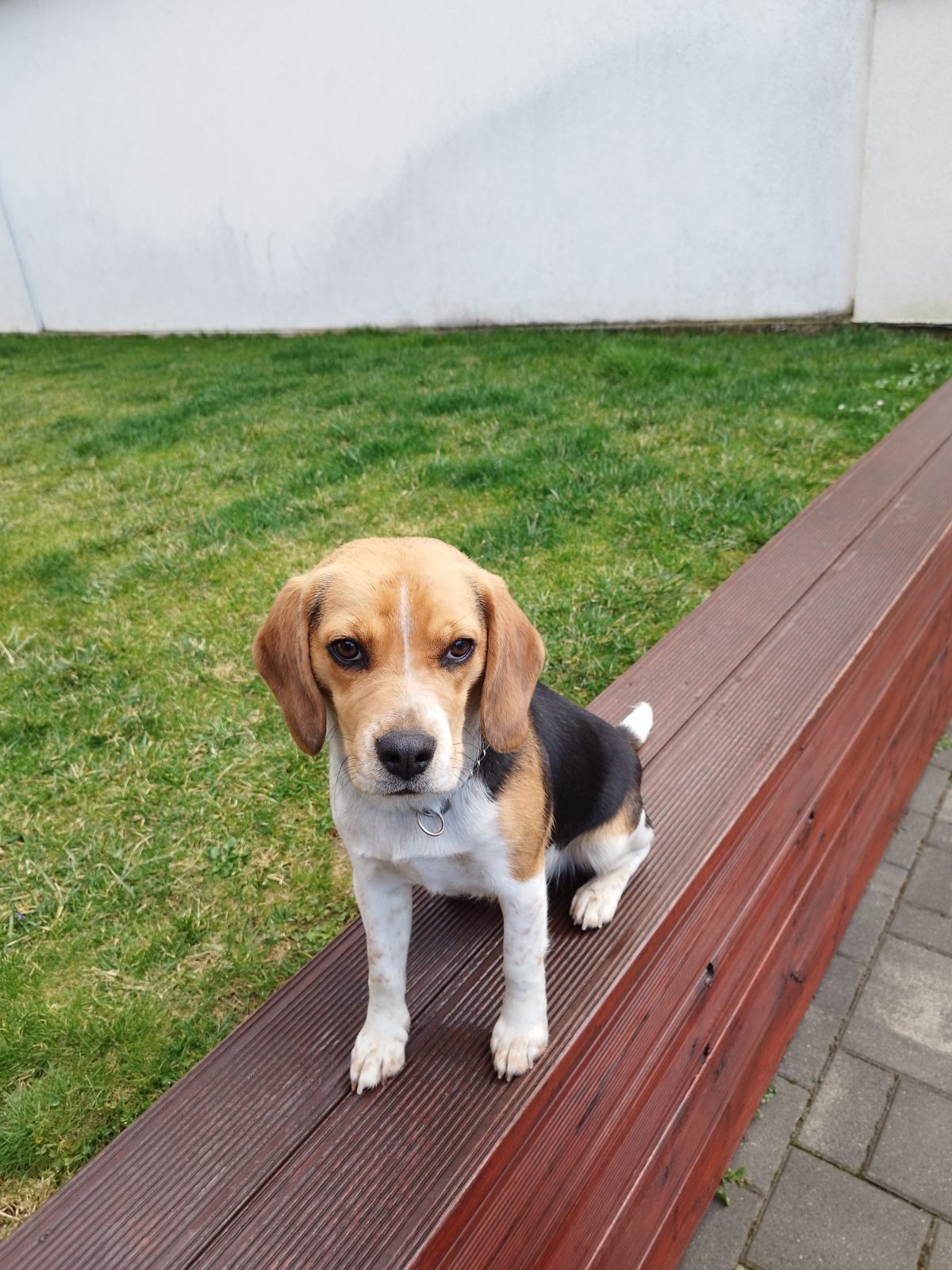 Bigl - beagle ženka, 9 mjeseci, udomljavanje