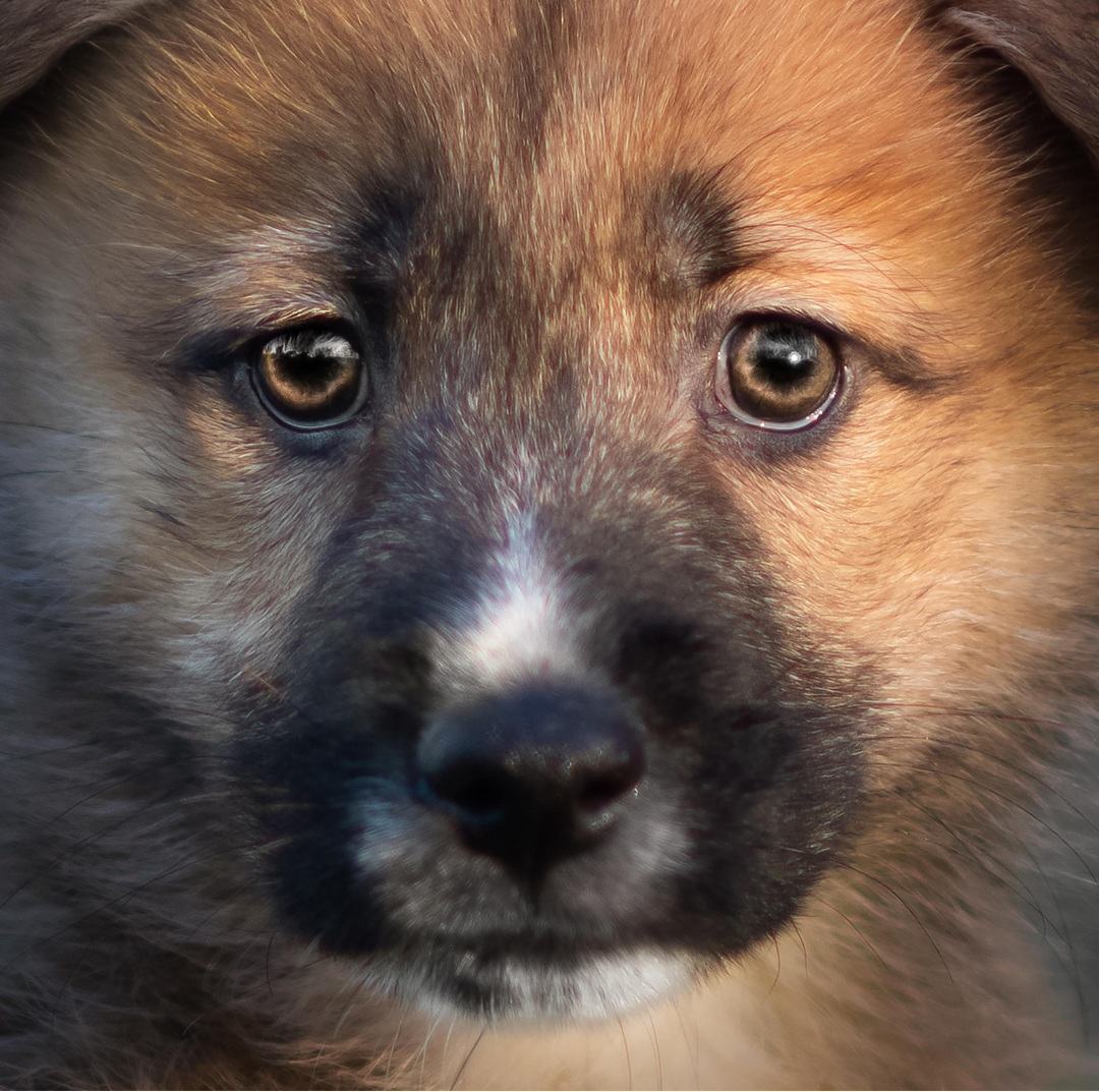 BEBA BINA TRAŽI DOM