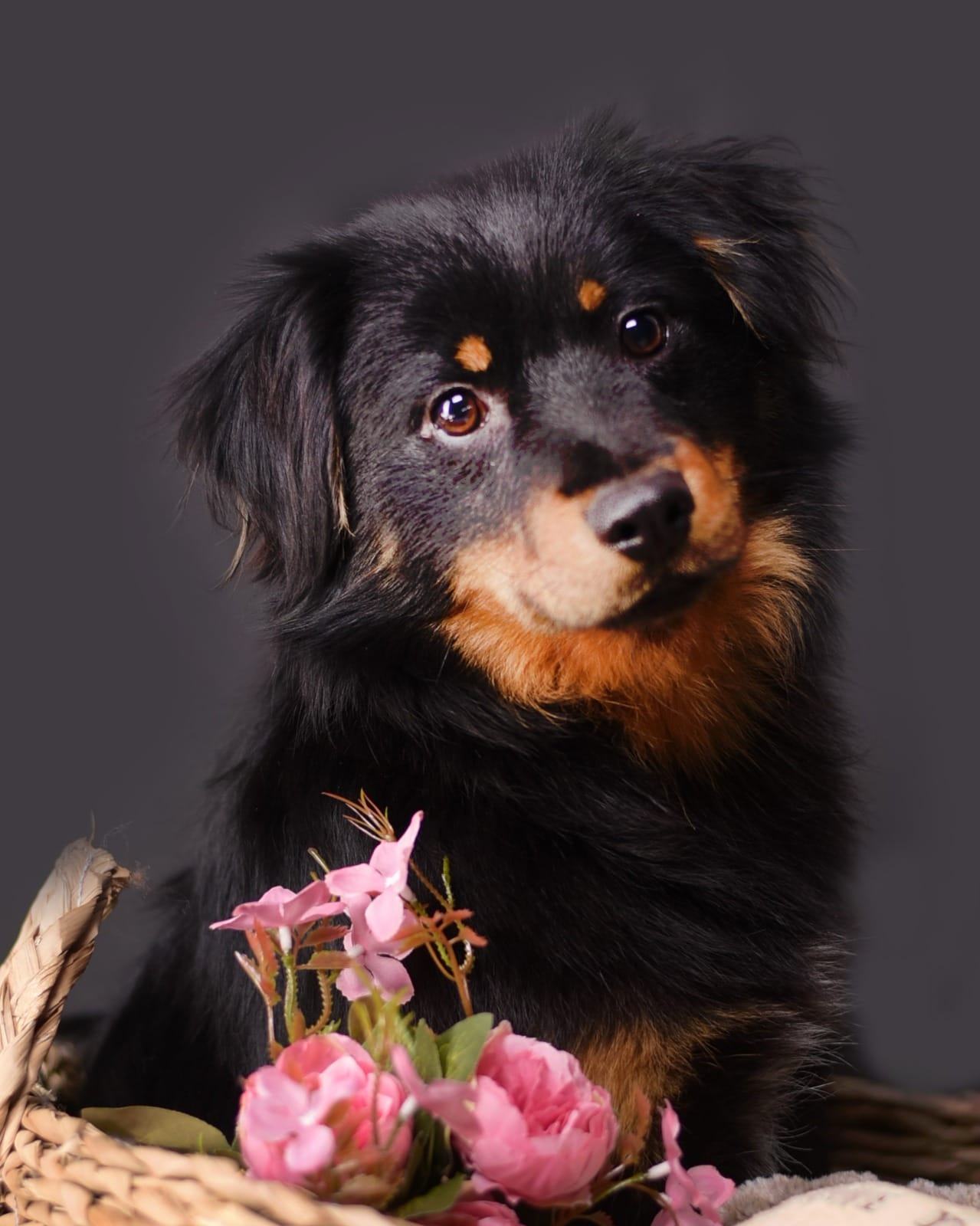 BOBI čeka na samo svoj dom