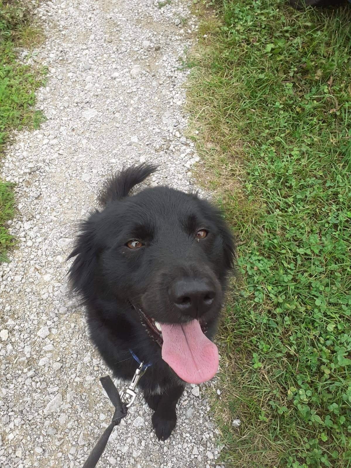 Bobi traži novi dom!