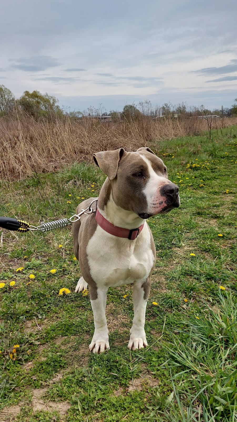 Bolt - čeka svoju treću sreću [udruga Dog&Go]