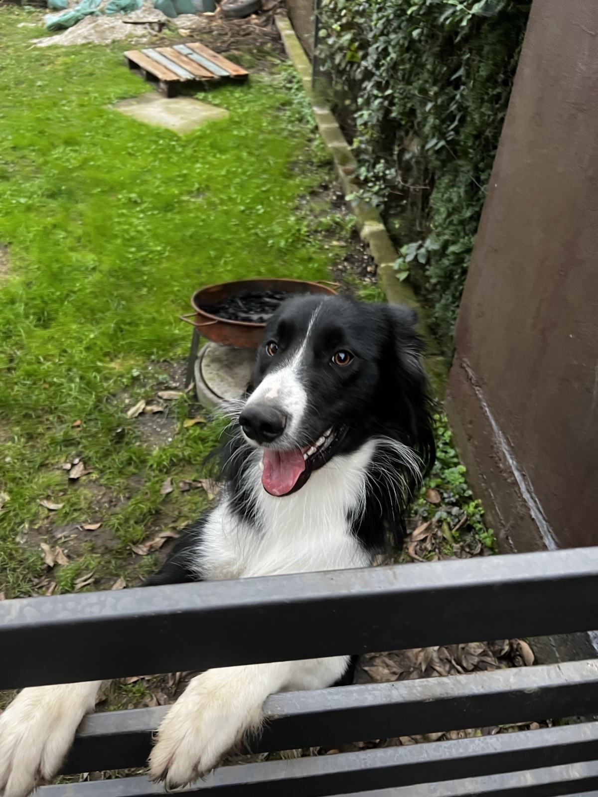 Border Collie, star 1,5g, mužjak, poklanjamo