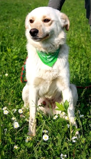 Mladi pas manjeg rasta (10kg) idealan za stan :)