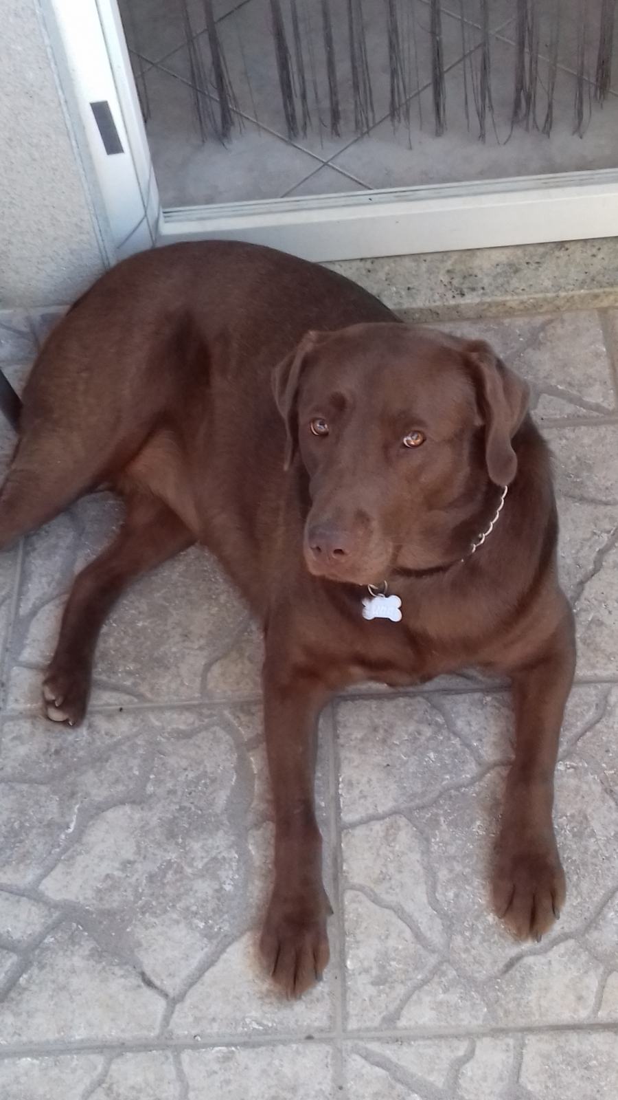 Cokoladna labradorica Luna trazi dom