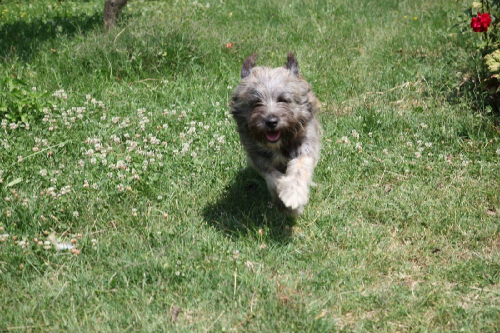 Cupavac u tipu maltezera..bichona..