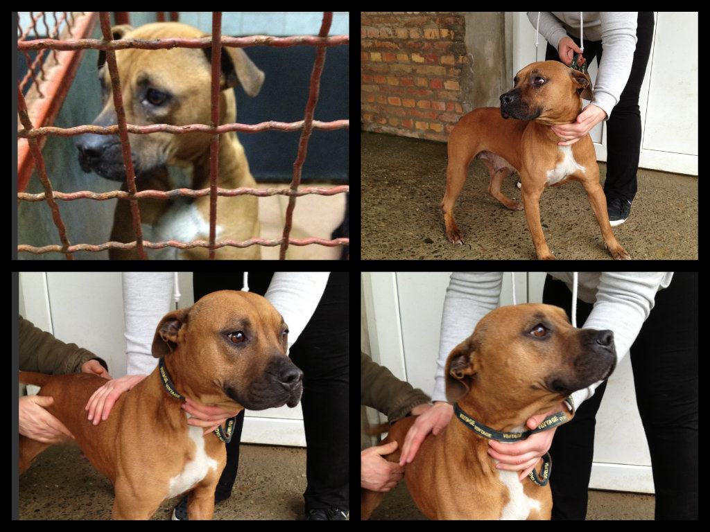 Curka stara 4 godine, trazi novi pocetak