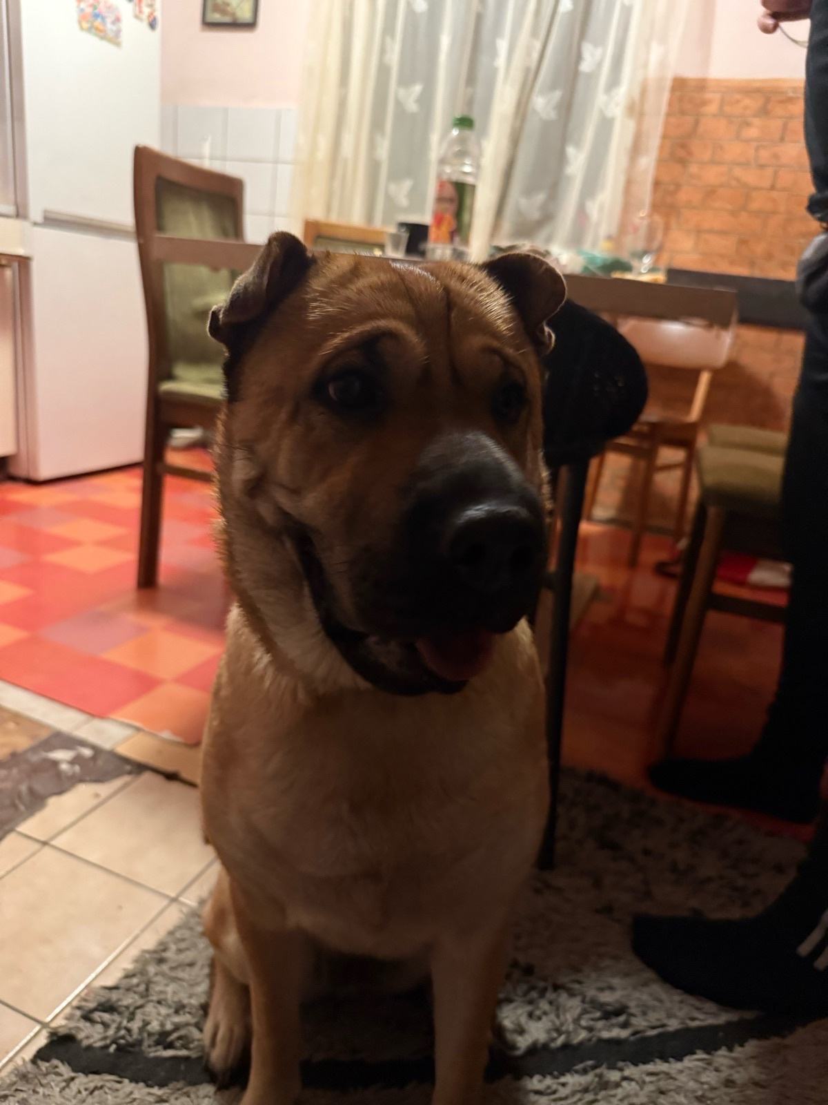 Divna Tara traži dom!!!