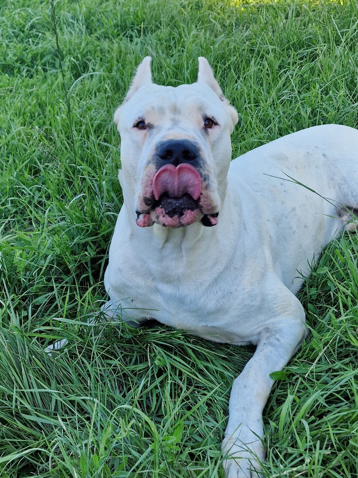Dogo argentino poklanjam