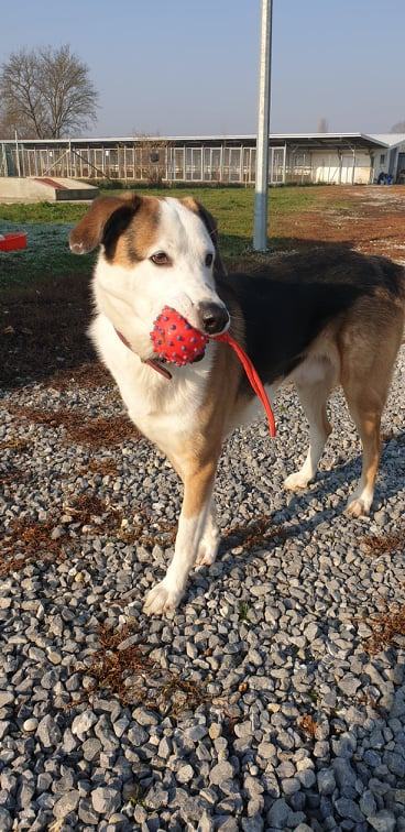DUGI BUGI dobrica i ljepotan traži dom