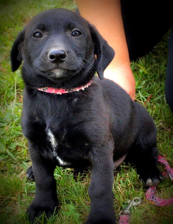 Elli, curka s groblja u potrazi za svojim ljudima!