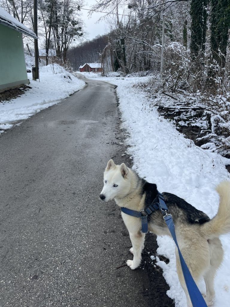 Haski za udomljavanje